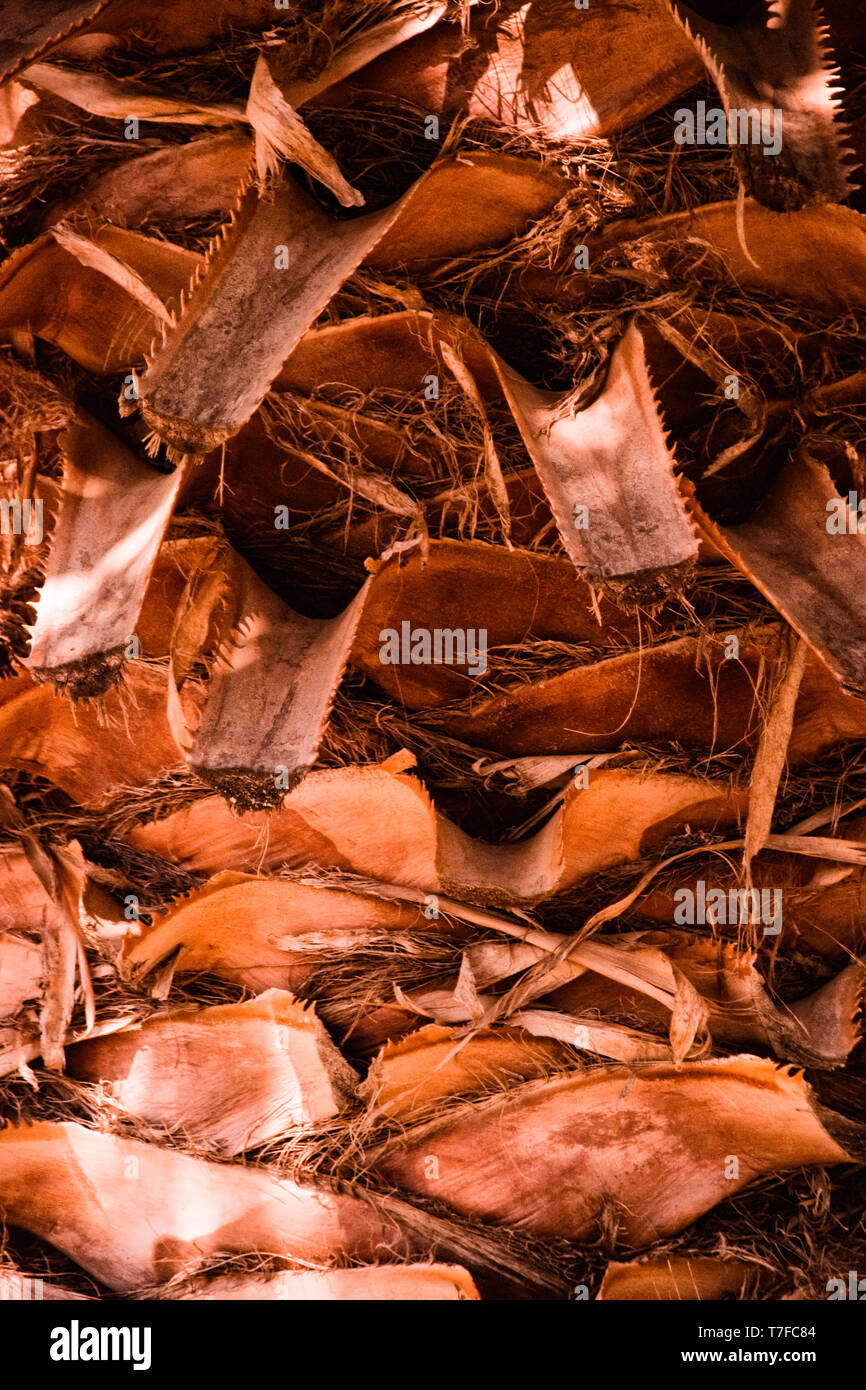 Palm tree trunk texture template background Stock Photo - Alamy