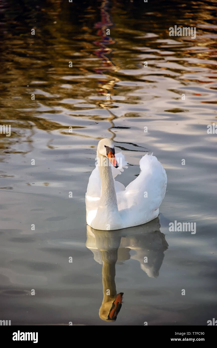 Swan on the lake looking at camera Stock Photo - Alamy