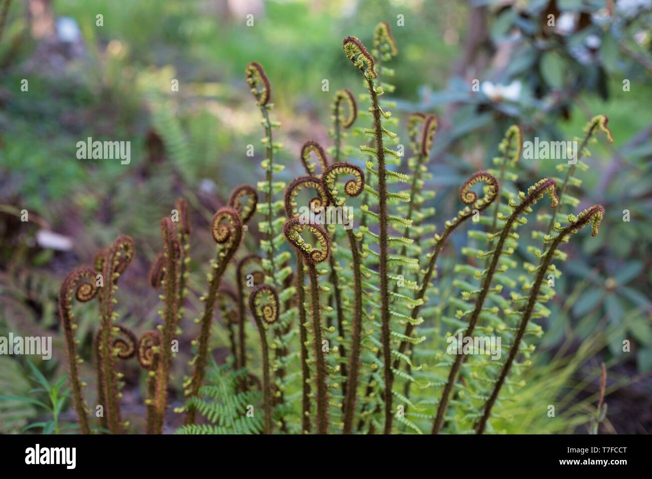 Unfurled hi-res stock photography and images - Alamy