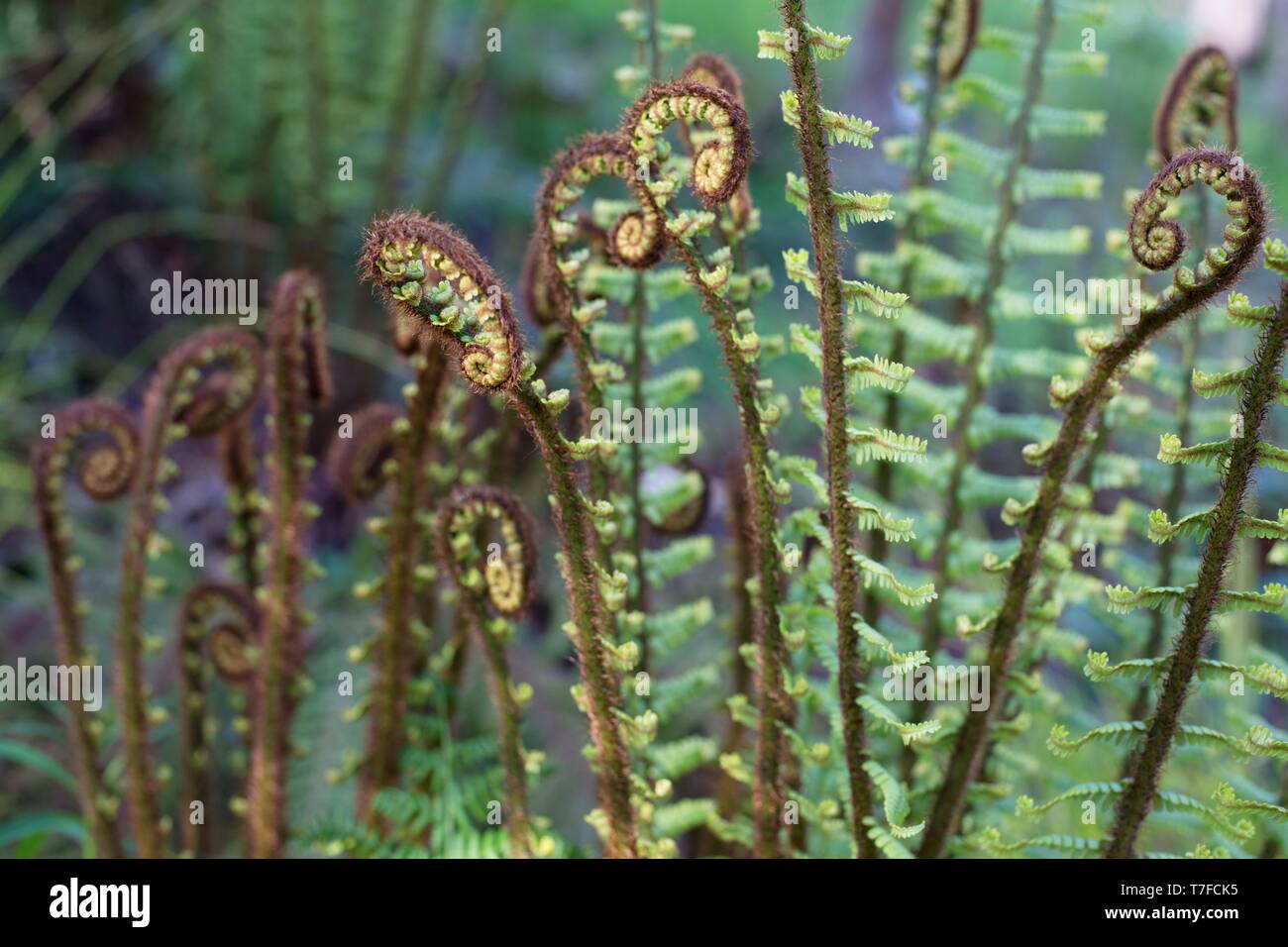 Unfurled ferns at Hendricks park in Eugene, Oregon, USA Stock Photo - Alamy