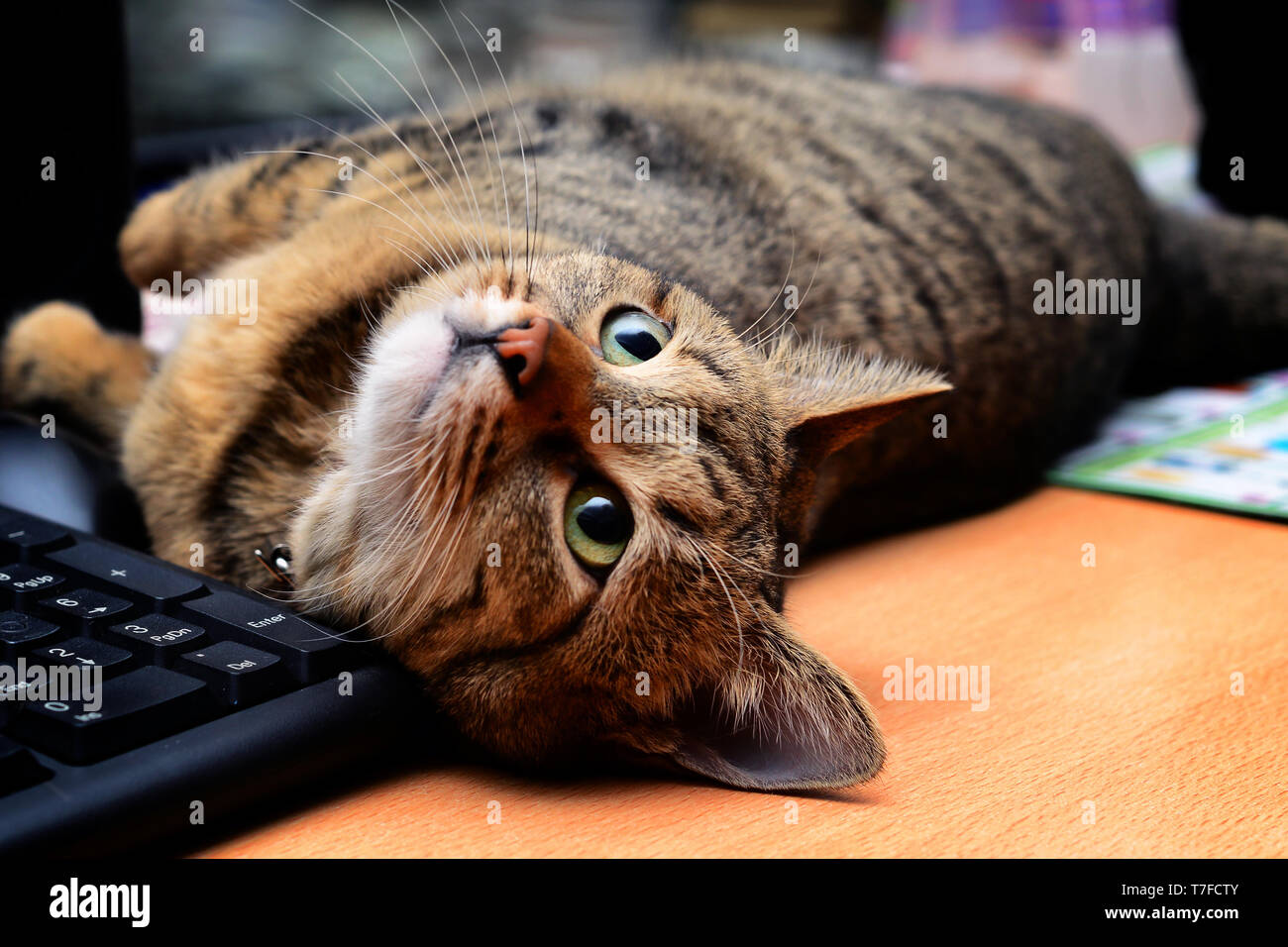 Cute cat with brown colored fur laying by the computer looking at ...