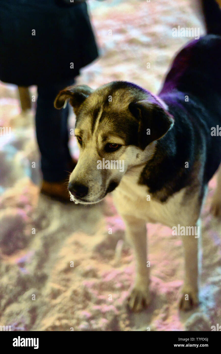 Cute dog in the snowy night Stock Photo - Alamy
