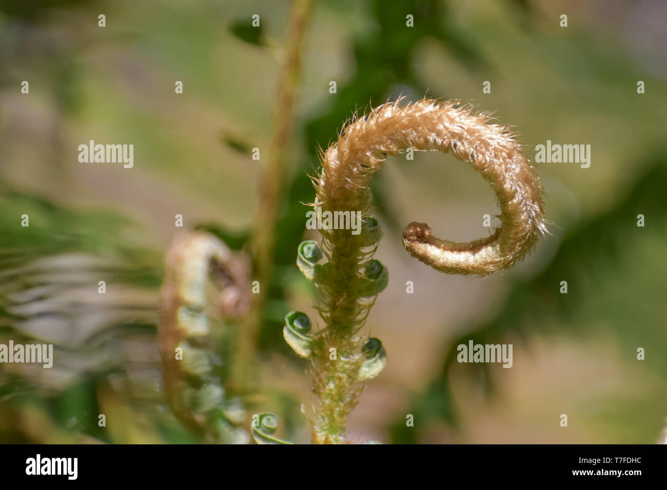 Sword fern hi-res stock photography and images - Alamy