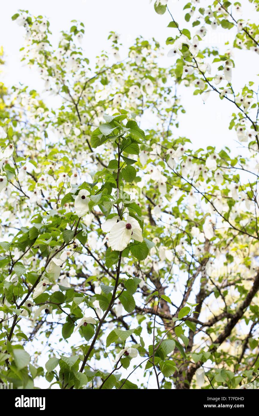Dove Tree Davidia Involucrata High Resolution Stock Photography and ...
