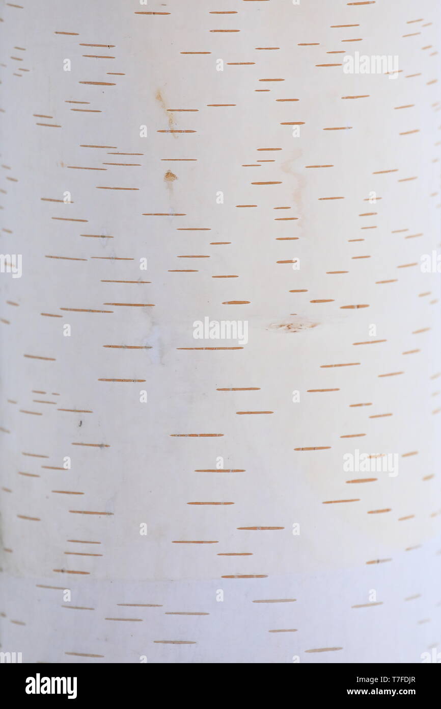 Birch texture hi-res stock photography and images - Alamy
