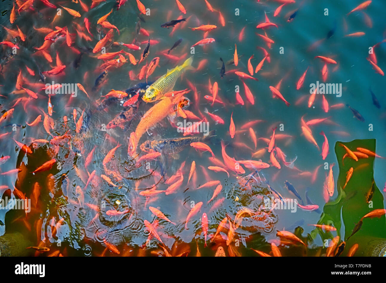 Koi fish tank texture template background Stock Photo - Alamy