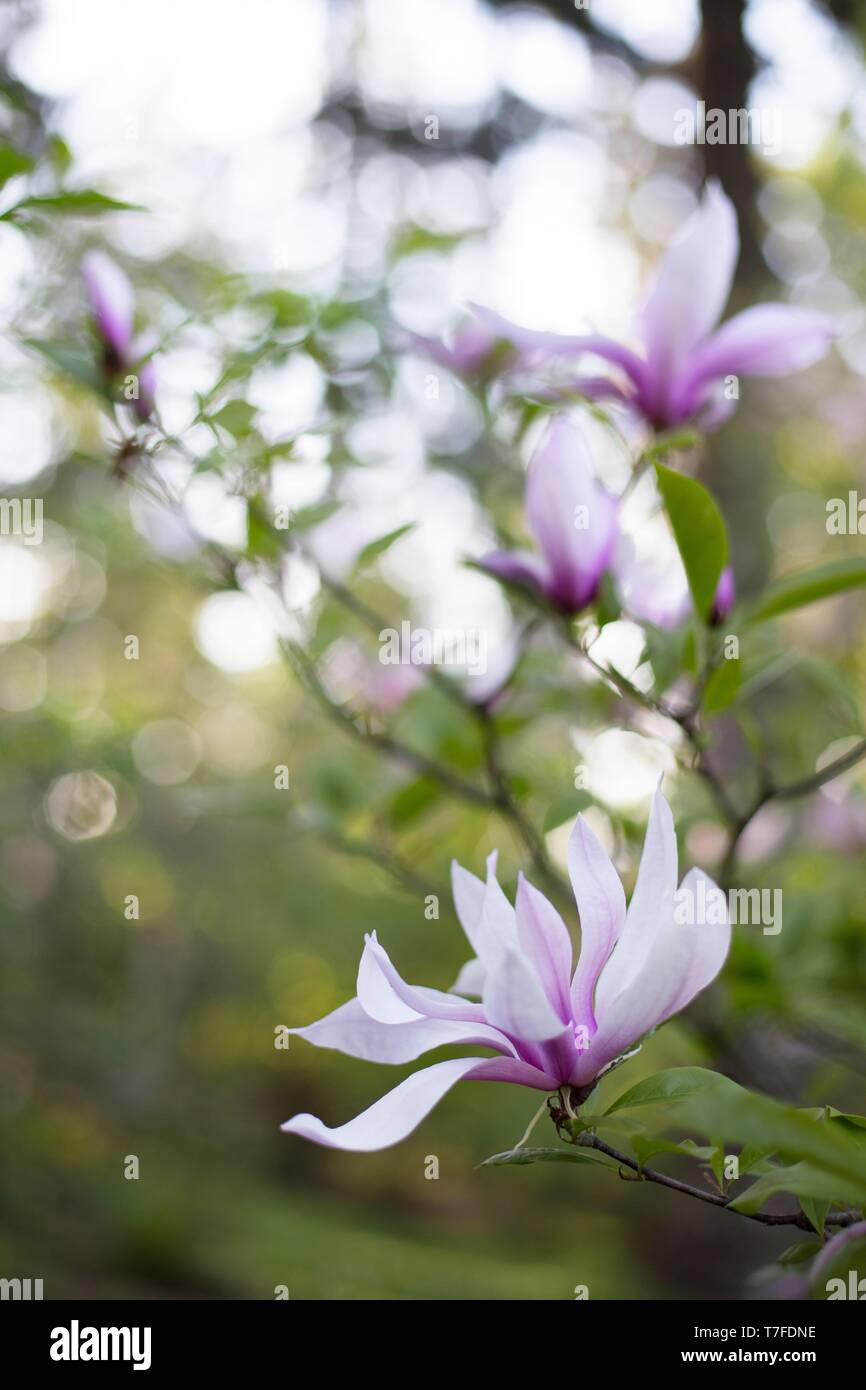 Magnolia blossoms on the tree hi-res stock photography and images - Alamy