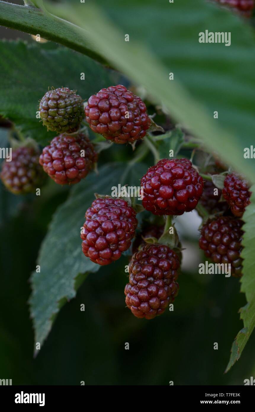 Rasberry plant hi-res stock photography and images - Alamy