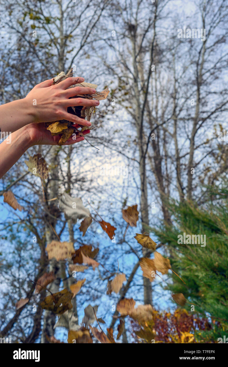 Autumn leaves falling inside the hand view from down Stock Photo - Alamy
