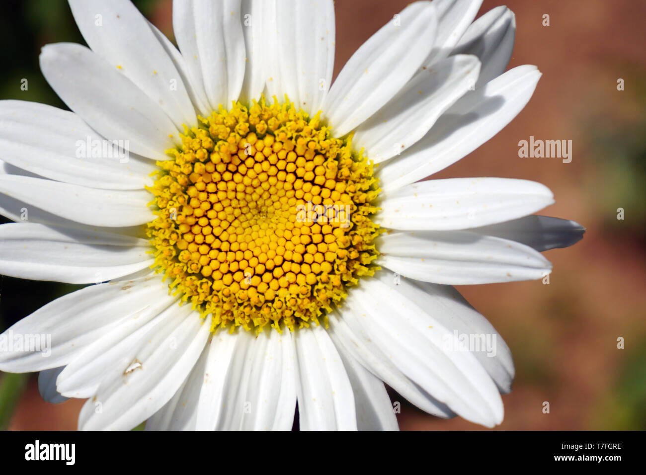 White daisy flower close up view Stock Photo - Alamy