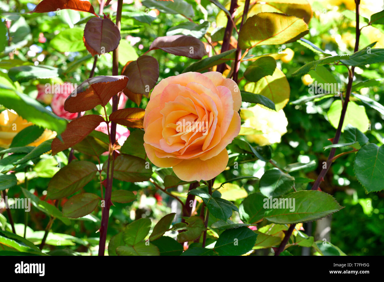 Colorful Spring Roses Stock Photo - Alamy