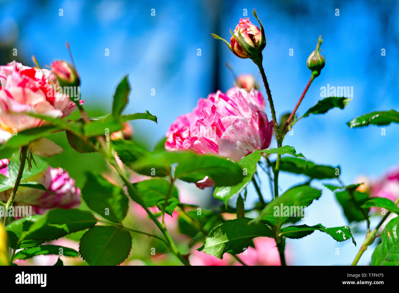 Colorful Spring Roses Stock Photo - Alamy