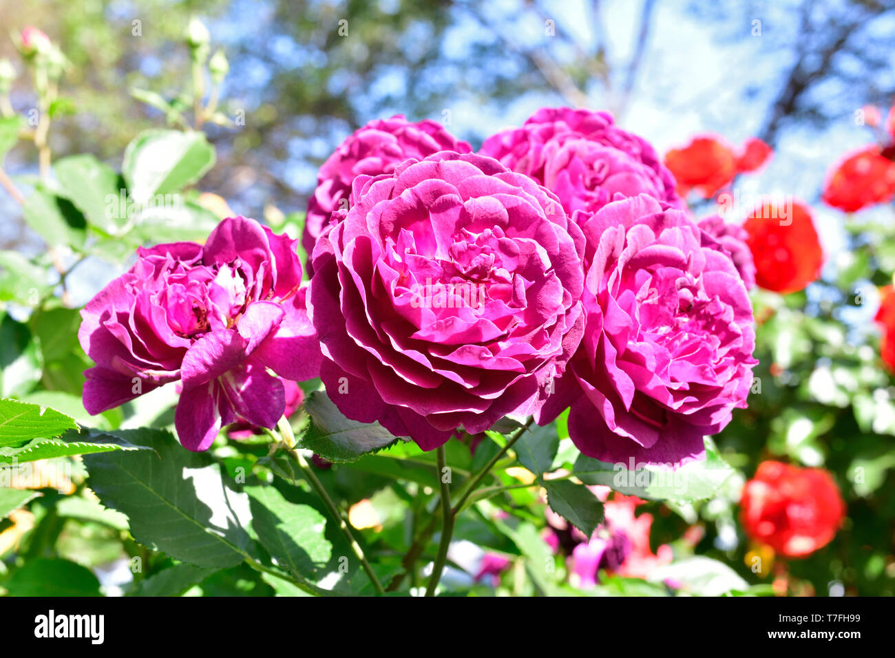 Colorful Spring Roses Stock Photo - Alamy