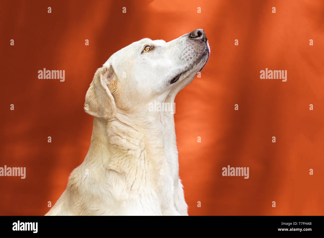 Blonde Labrador close up looking up Stock Photo - Alamy