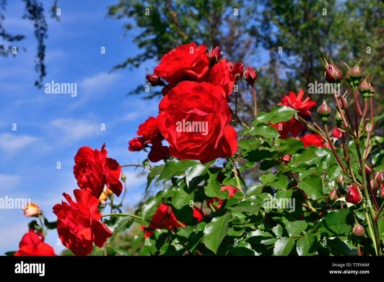 Colorful Spring Roses Stock Photo - Alamy