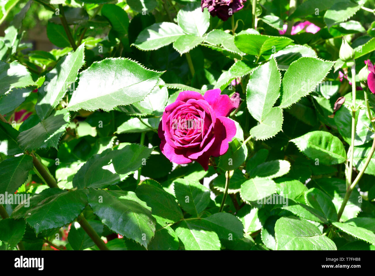 Colorful Spring Roses Stock Photo - Alamy