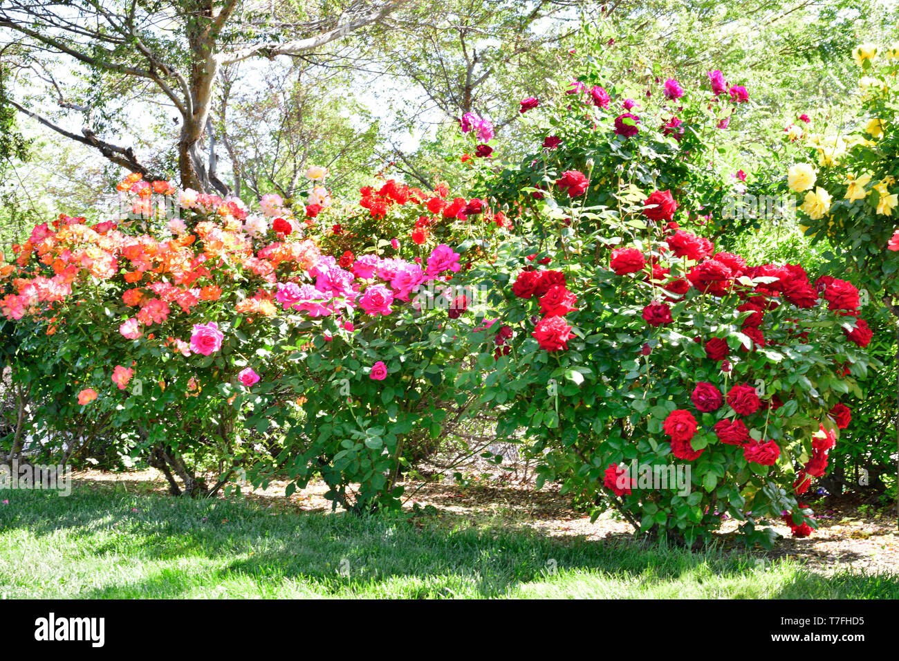 Colorful Spring Roses Stock Photo - Alamy