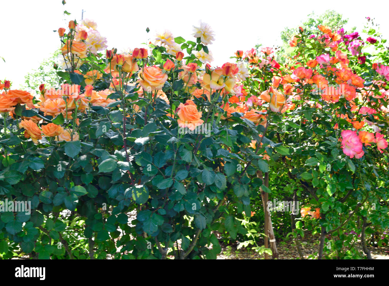 Colorful Spring Roses Stock Photo - Alamy