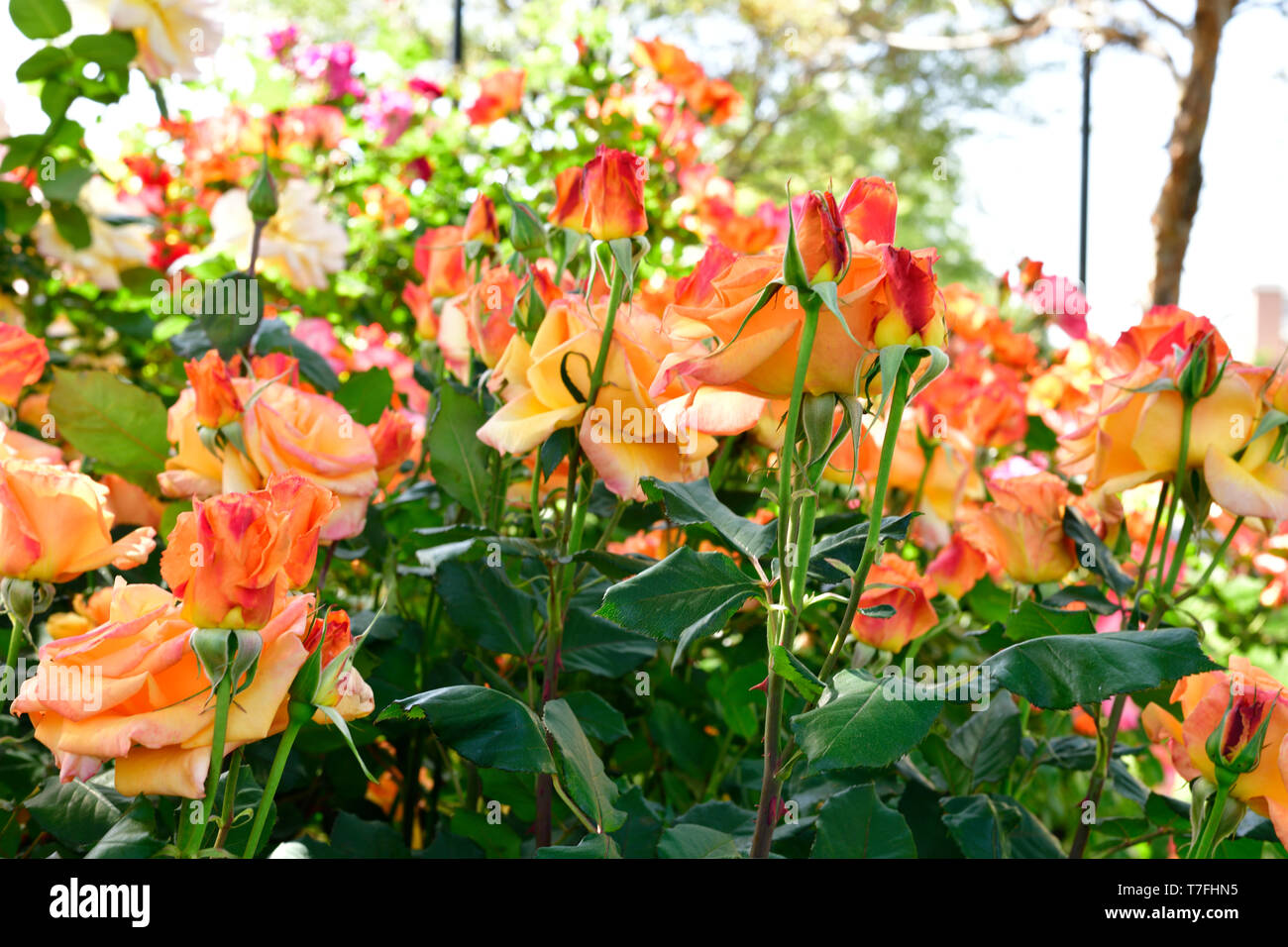 Colorful Spring Roses Stock Photo - Alamy