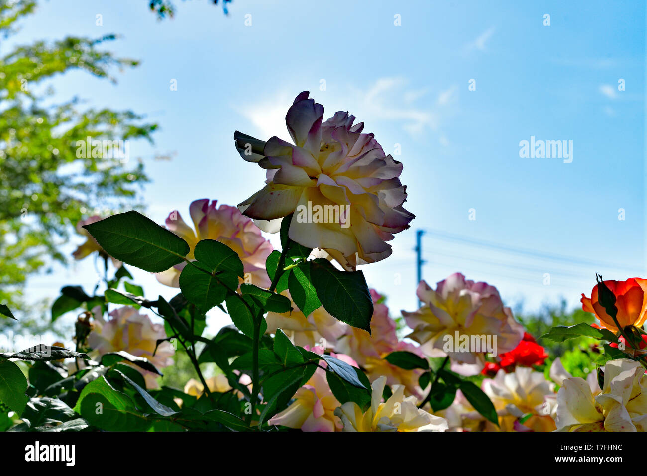 Colorful Spring Roses Stock Photo - Alamy