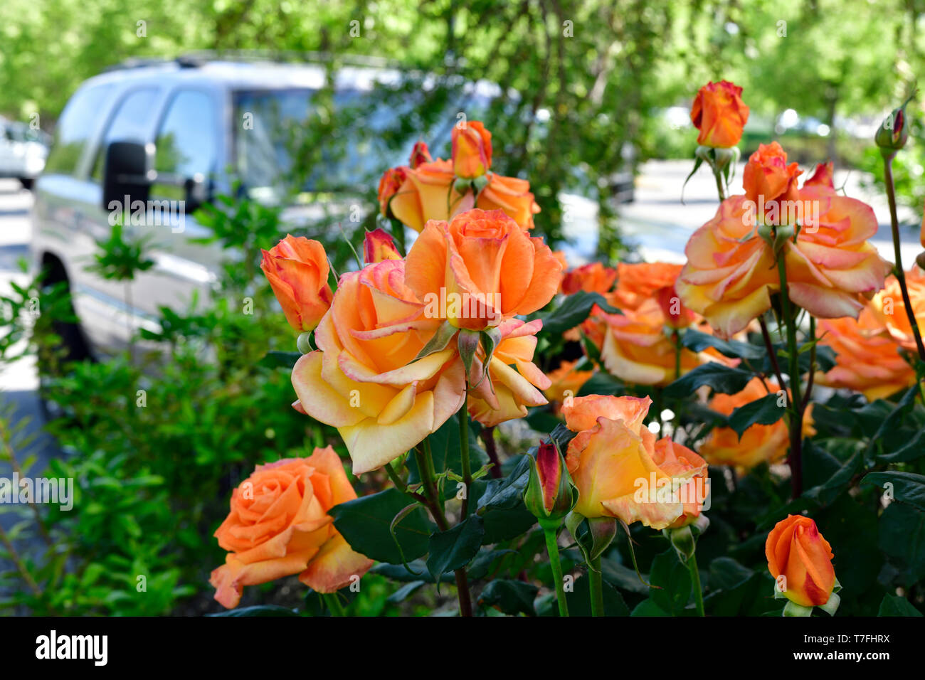 Colorful Spring Roses Stock Photo - Alamy