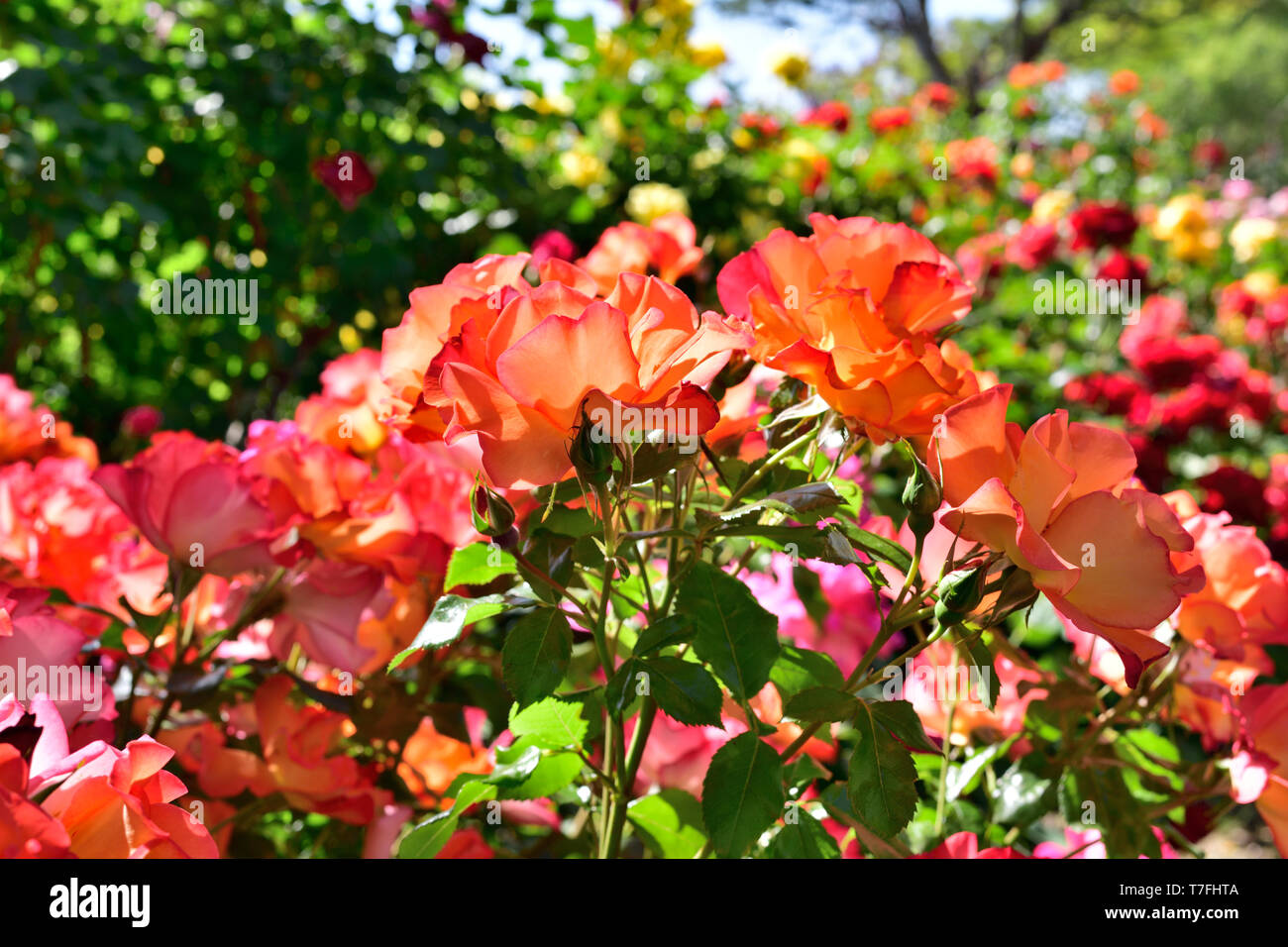 Colorful Spring Roses Stock Photo - Alamy