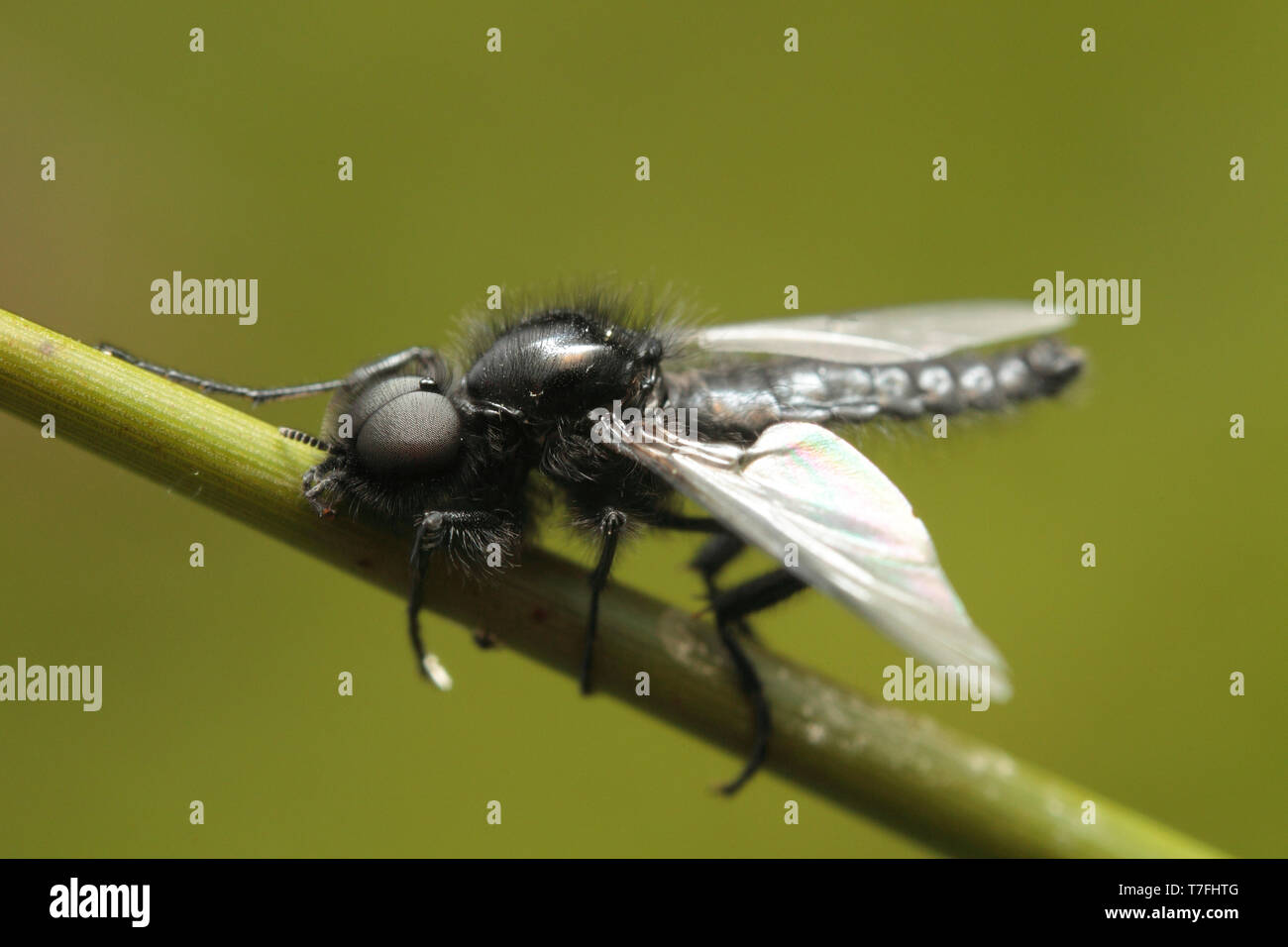 St Marks Fly High Resolution Stock Photography and Images - Alamy