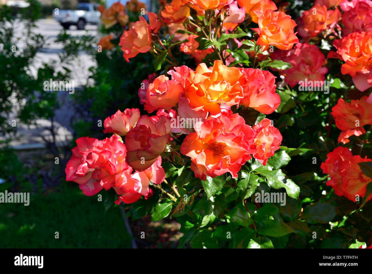 Colorful Spring Roses Stock Photo - Alamy