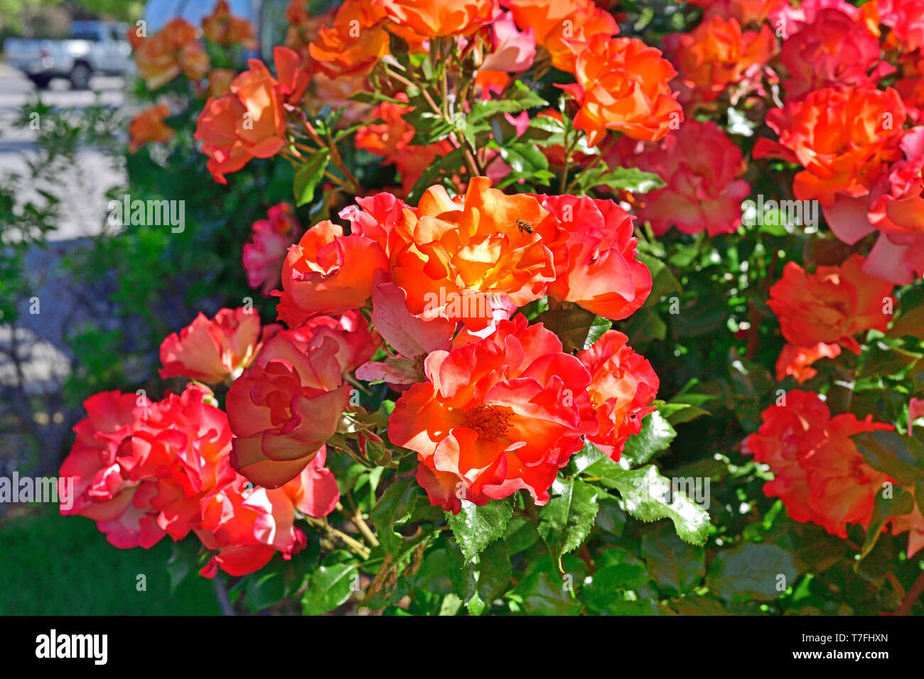 Colorful Spring Roses Stock Photo - Alamy