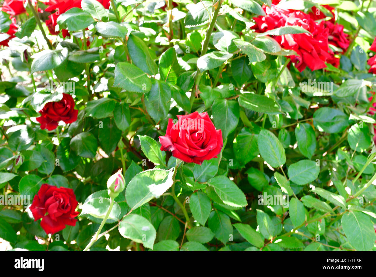 Colorful Spring Roses Stock Photo - Alamy