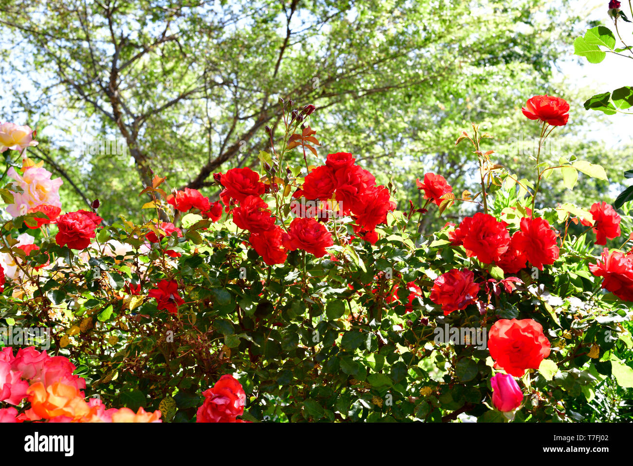 Colorful Spring Roses Stock Photo - Alamy