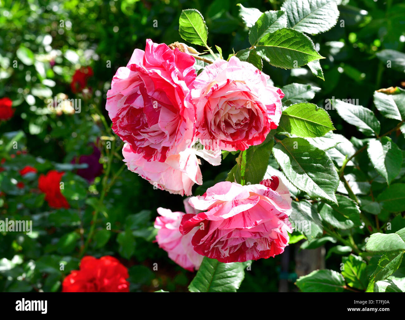 Colorful Spring Roses Stock Photo - Alamy