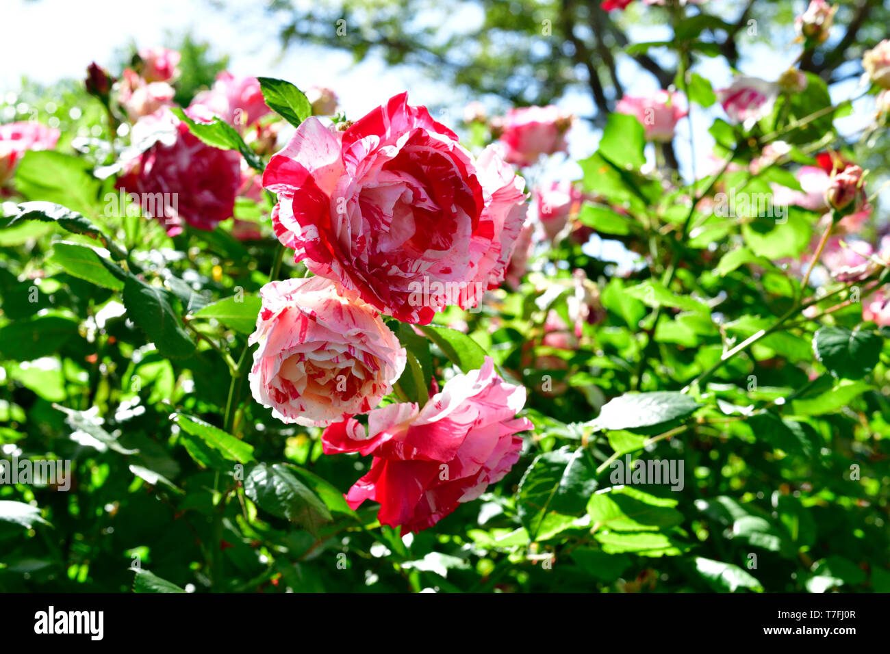 Colorful Spring Roses Stock Photo - Alamy