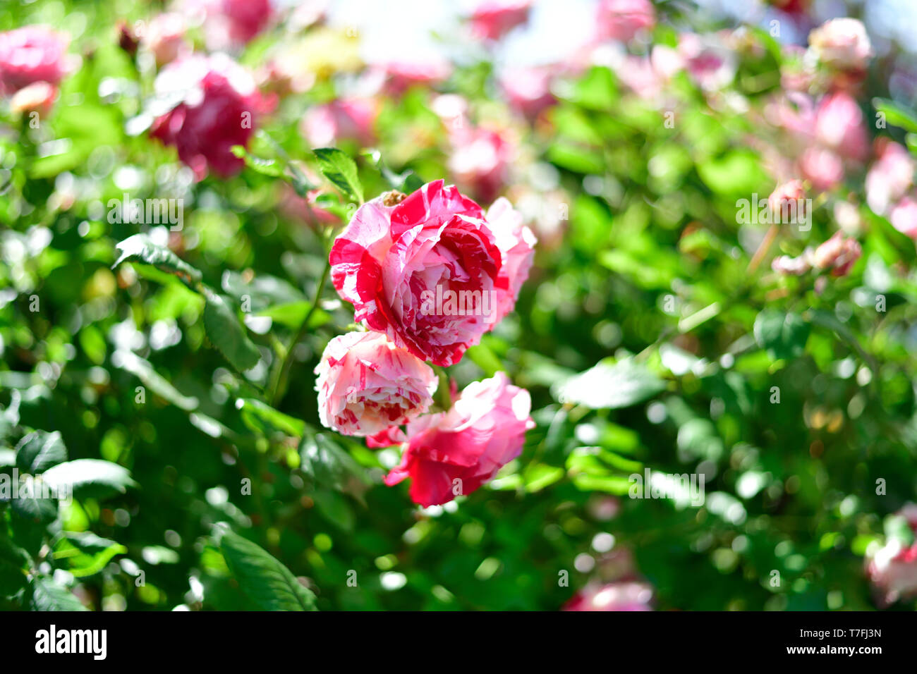 Colorful Spring Roses Stock Photo - Alamy