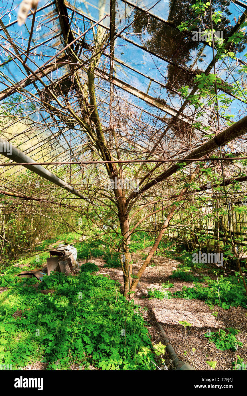 Old abandoned greenhouse. Post-apocalyptic climate. Greenhouse ...