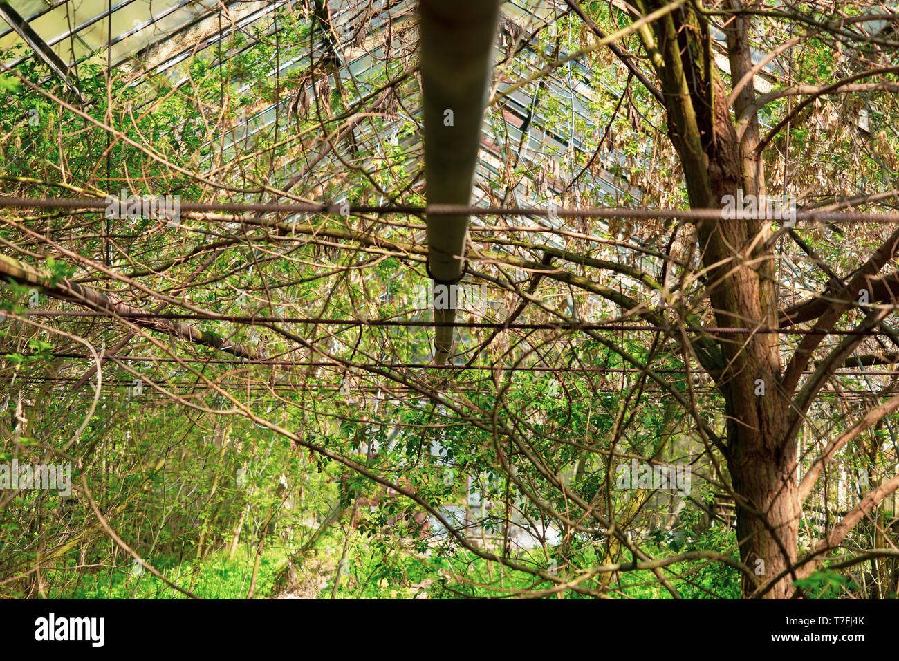Old abandoned greenhouse. Post-apocalyptic climate. Greenhouse ...
