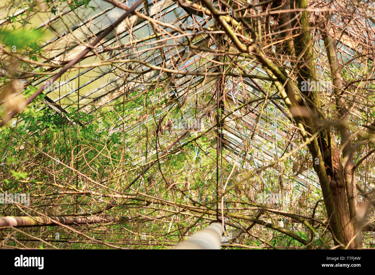 Old abandoned greenhouse. Post-apocalyptic climate. Greenhouse ...