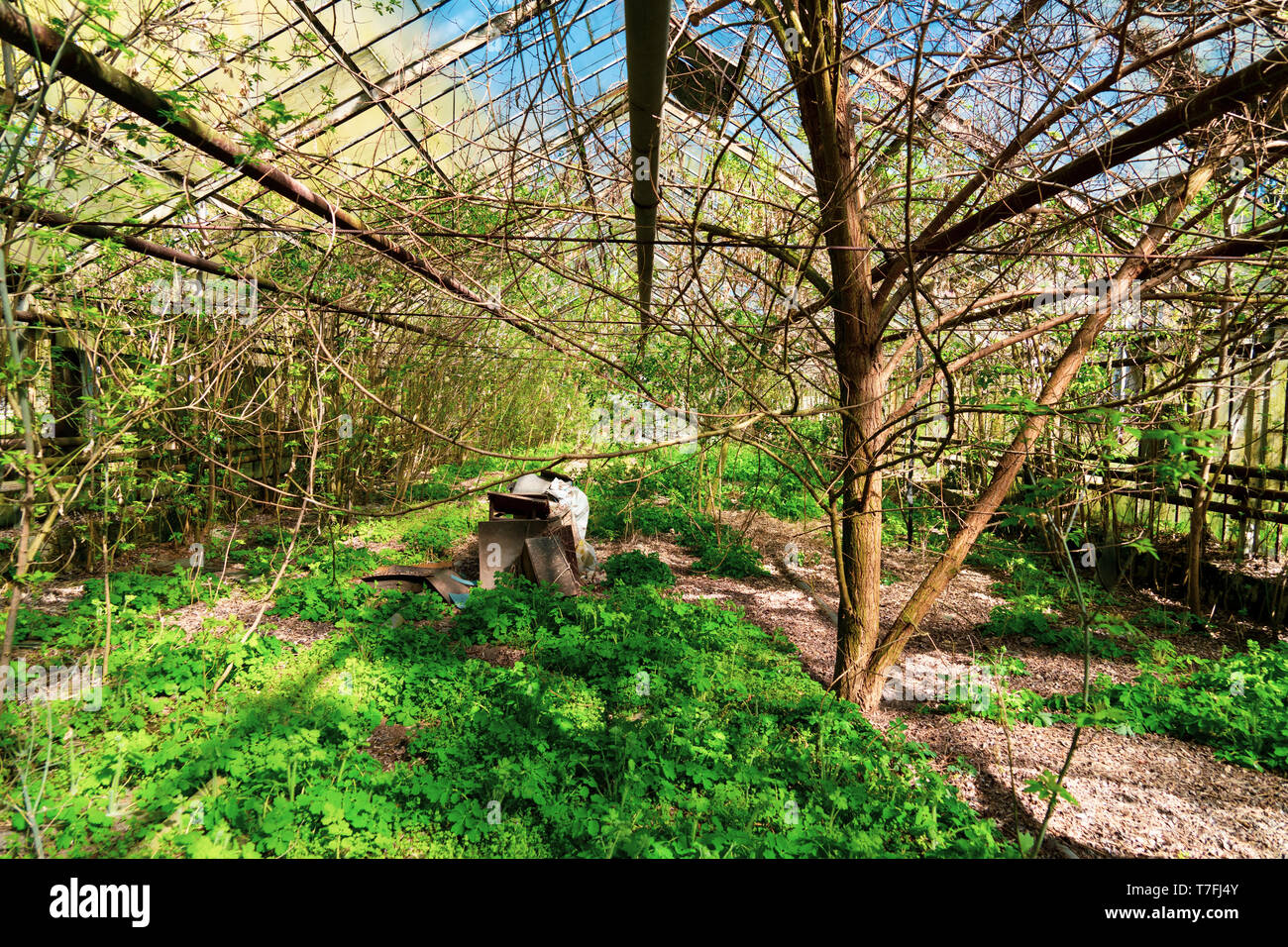 Old abandoned greenhouse. Post-apocalyptic climate. Greenhouse ...