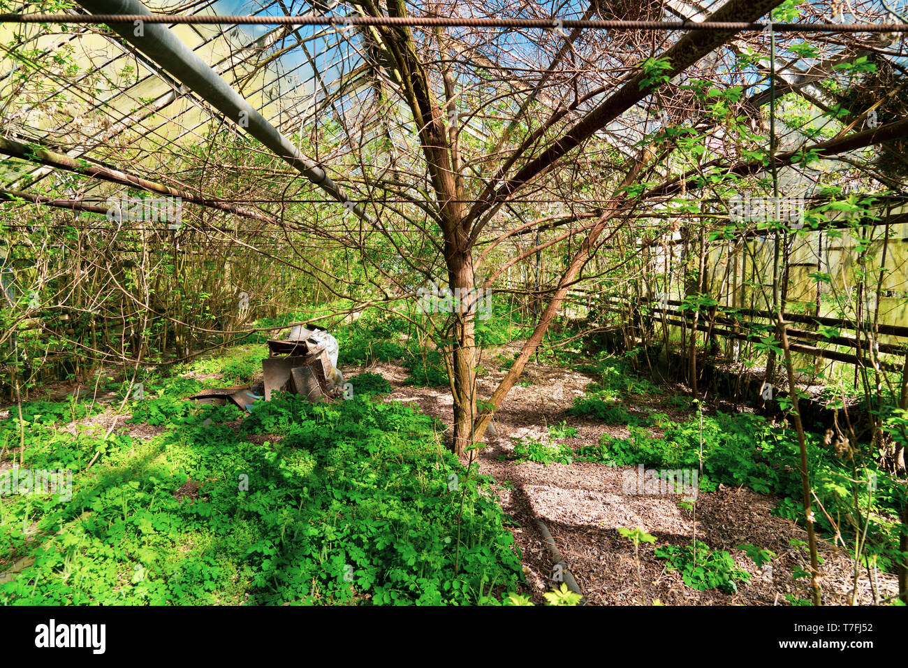 Old abandoned greenhouse. Post-apocalyptic climate. Greenhouse ...