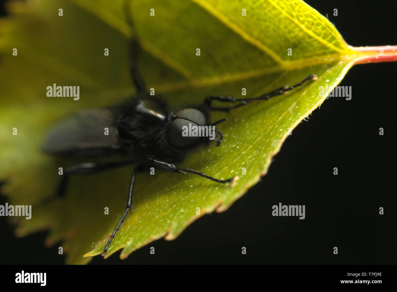St. Marks Fly Stock Photo - Alamy
