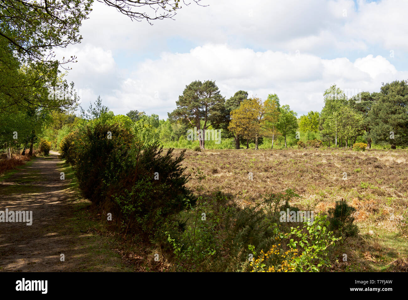 Skipwith Common National Nature Reserve, North Yorkshire, England UK ...