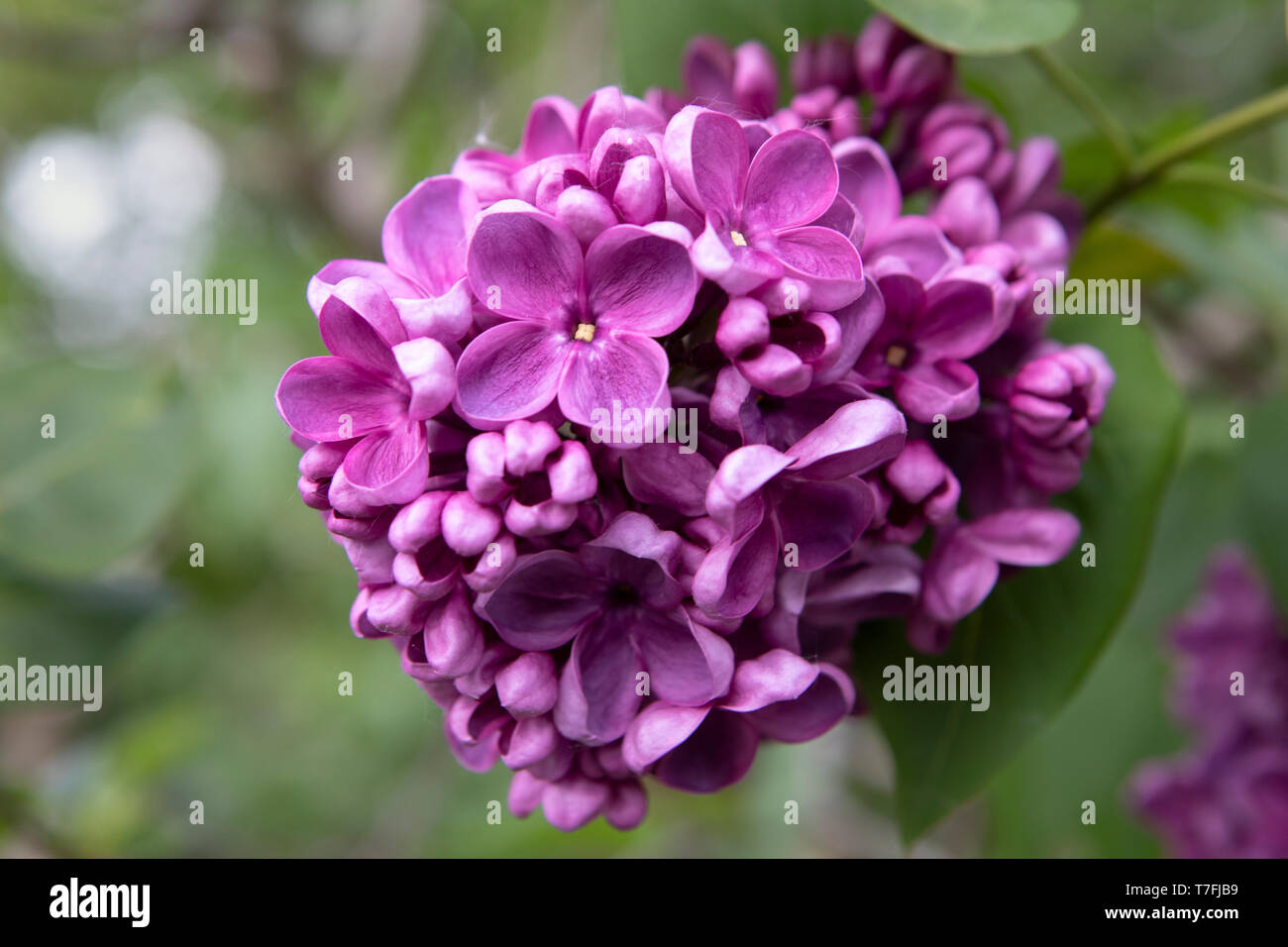 Syringa Vulgaris Lilac Sensation High Resolution Stock Photography and ...