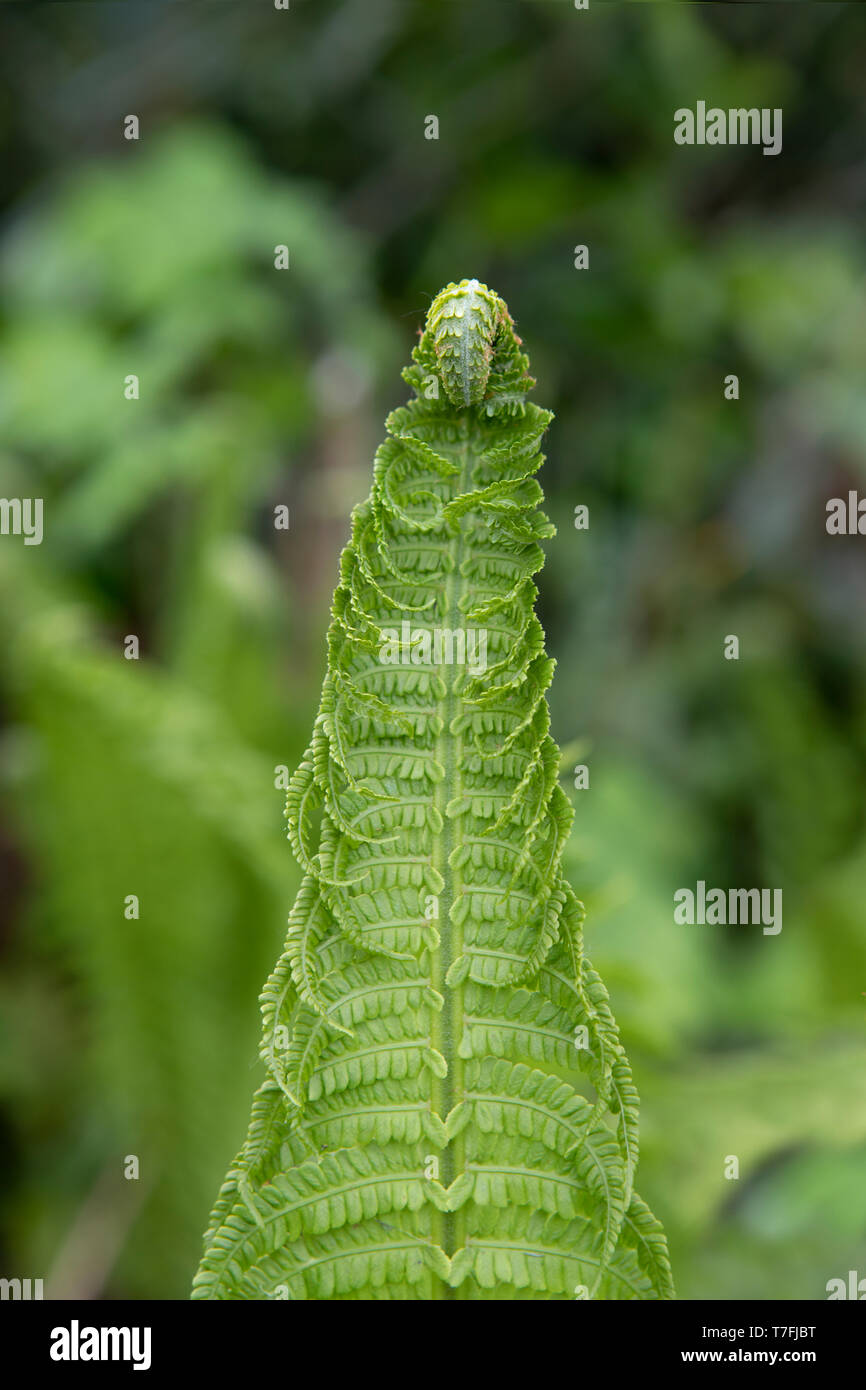 Curly leaf pattern hi-res stock photography and images - Alamy