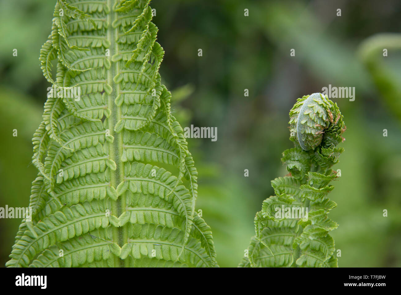 Young fern hi-res stock photography and images - Alamy