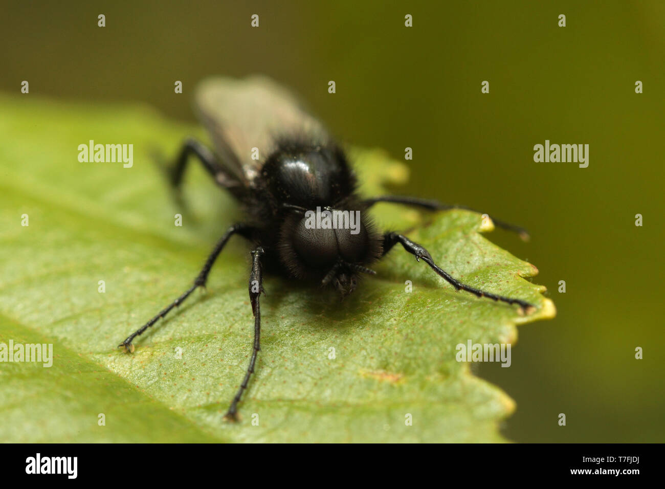 St. Marks Fly Stock Photo - Alamy