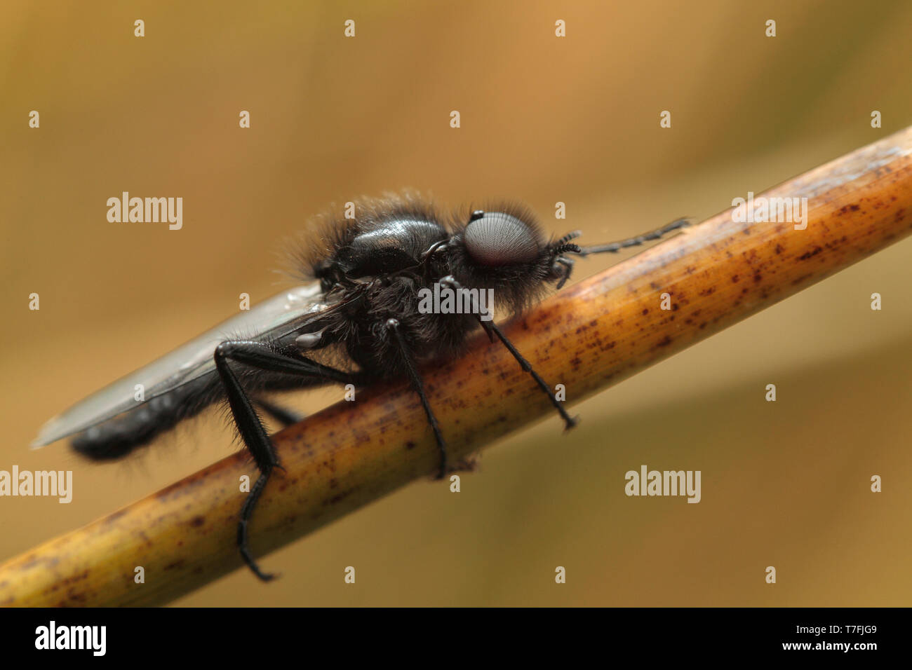 St. Marks Fly Stock Photo - Alamy
