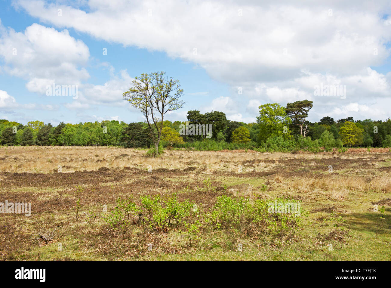 Skipwith Common National Nature Reserve, North Yorkshire, England UK ...