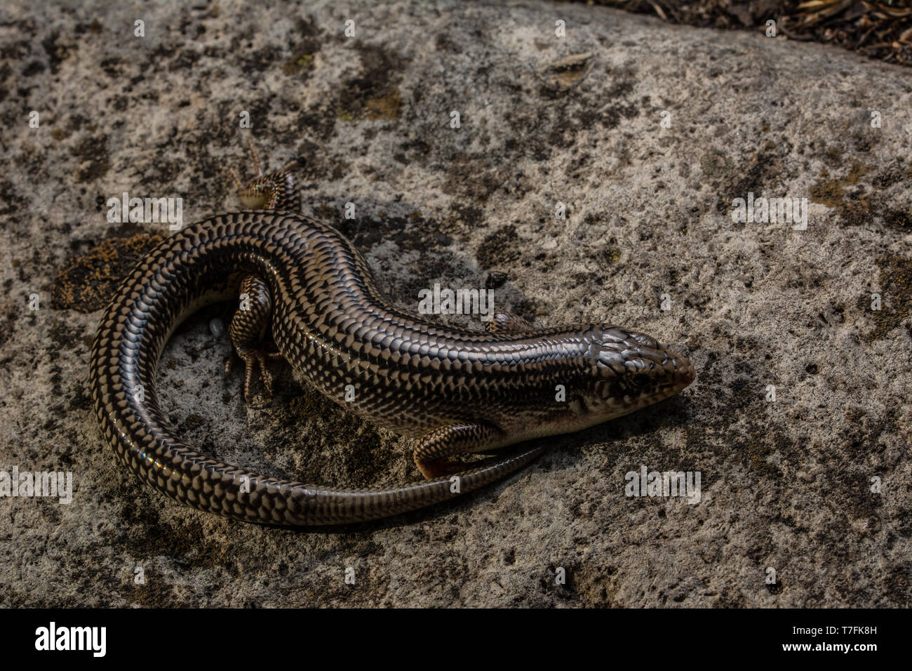 An adult Great Plains Skink (Plestiodon obsoletus) from Chase County ...
