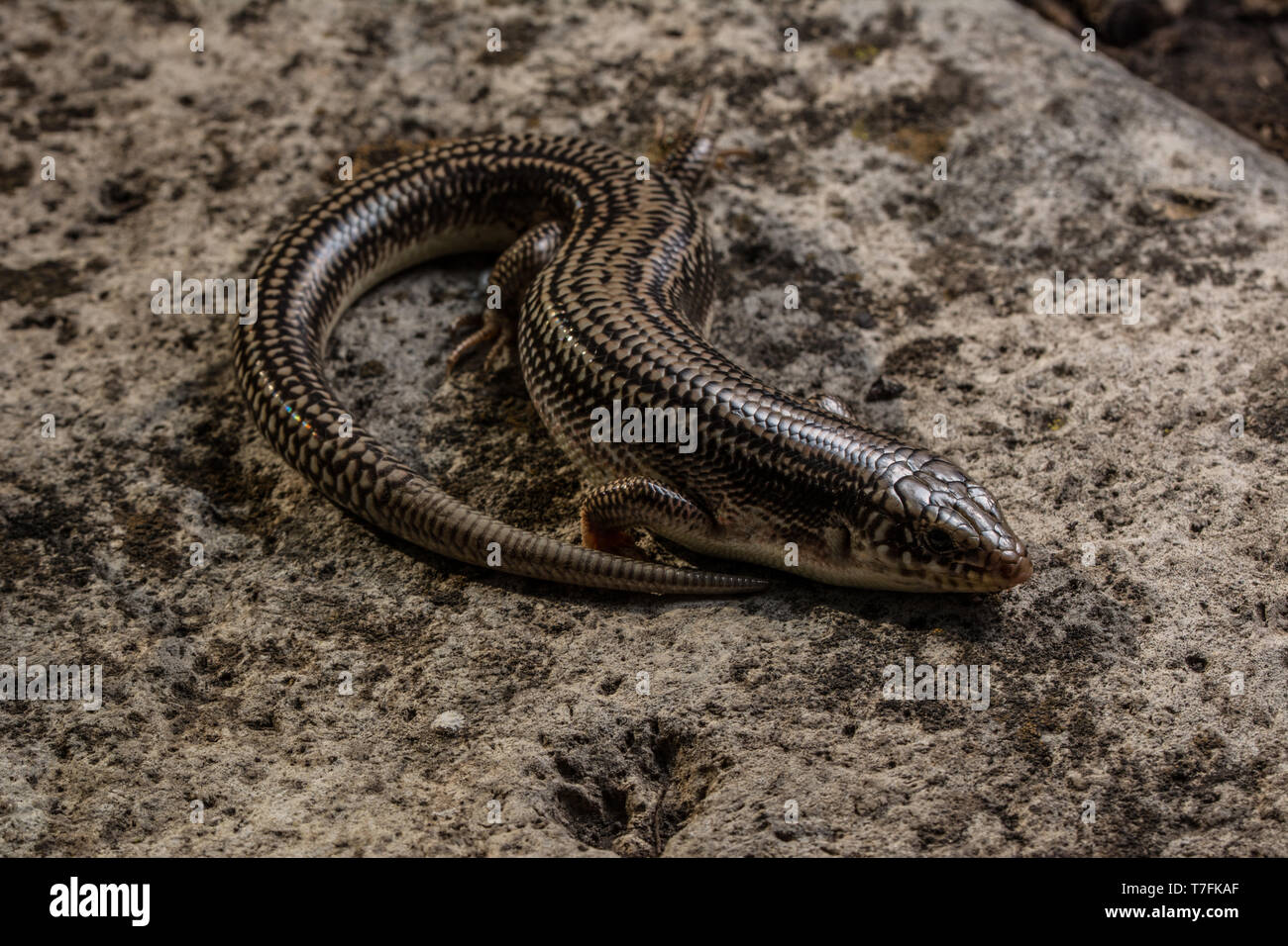 An adult Great Plains Skink (Plestiodon obsoletus) from Chase County ...