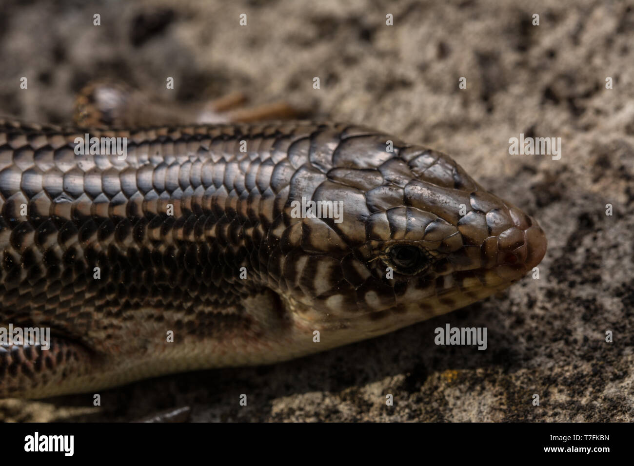 Tan skink hi-res stock photography and images - Alamy